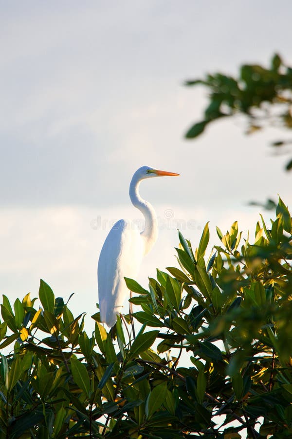 Crane in a Tree stock image. Image of nature, sitting - 179066231