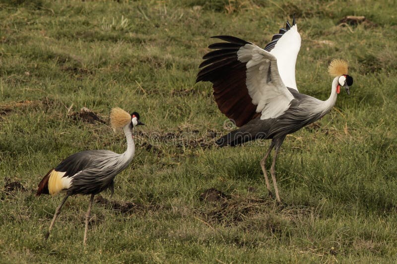 Crane stock image. Image of feathers, yellow, white, birds - 51156835