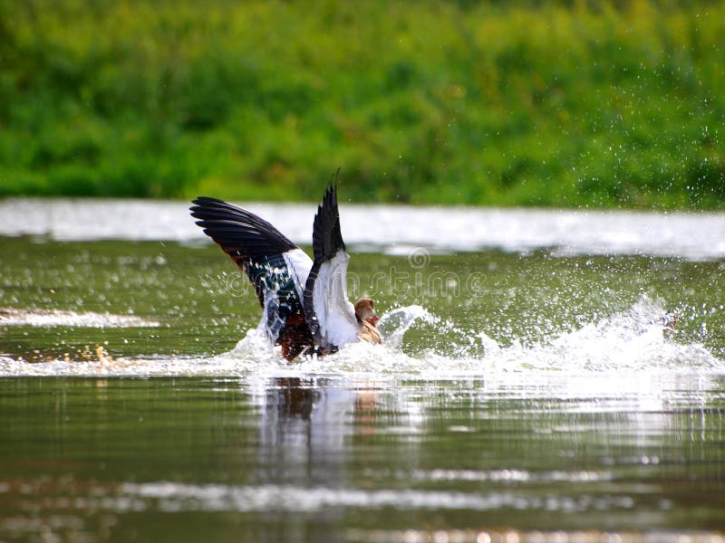 Crane in the water stock photo. Image of river, florence - 6466024