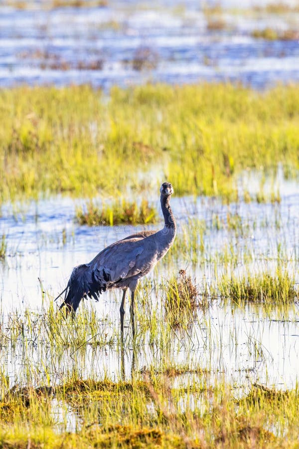 Crane in a Wetland Looking at the Camera at Springtime Editorial Stock ...