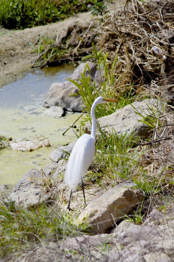 Crane white bird stock photo. Image of river, bird, wildlife - 39450892