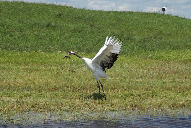 Crane wings widespread stock photo. Image of wings, cranes - 127511030