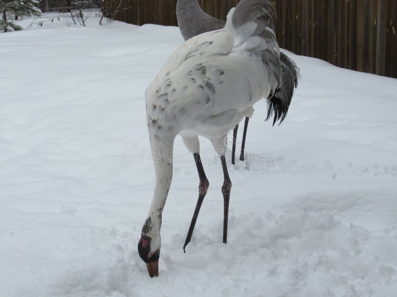 Crane stock photo. Image of winter, nature, crane, forest - 140379452