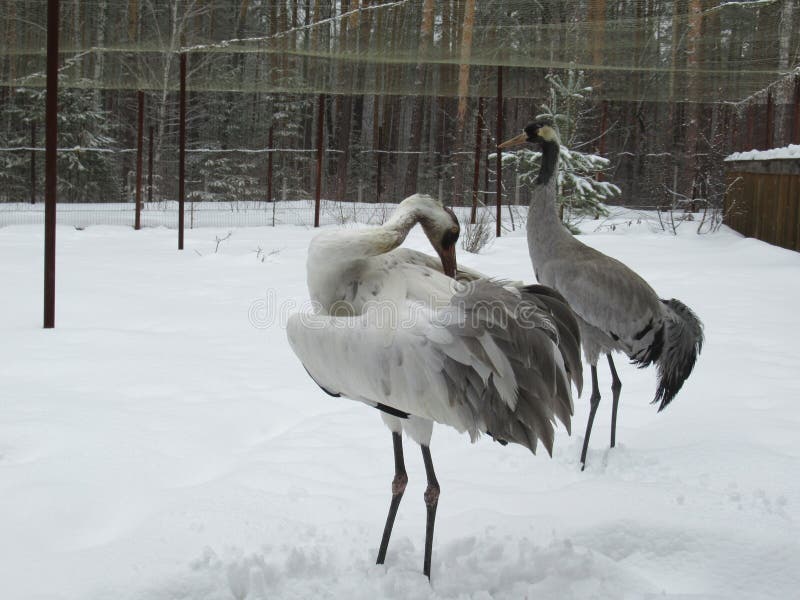 Crane stock photo. Image of crane, forest, winter, snow - 140379588