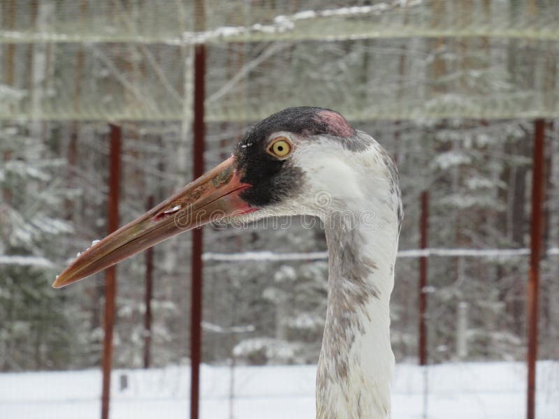 Crane stock photo. Image of nature, snow, forest, winter - 140379620