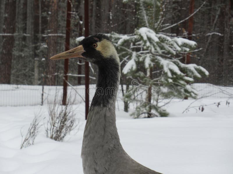 Crane stock image. Image of winter, snow, nature, crane - 140379703