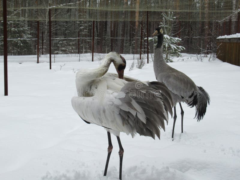 Crane stock image. Image of snow, nature, crane, forest - 140379839