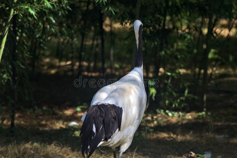 Crane in a zoo enclosure stock image. Image of crown - 340351571