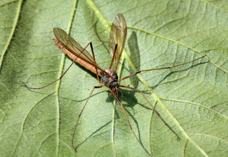 Daddy-long-legs Insect Green Nature Stock Photo - Image of daddy ...