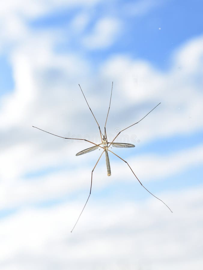 Macro Crane Fly Underside Stock Photos - Free & Royalty-Free Stock ...