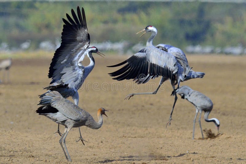 Cranes Dancing in the Field. Stock Photo - Image of migration, migrant ...