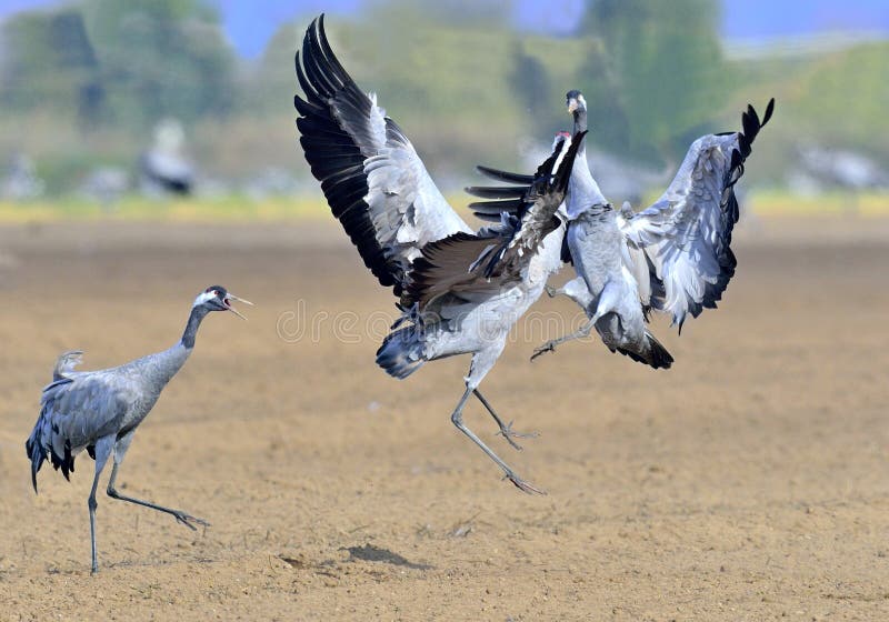 Cranes Dancing in the Field. Stock Photo - Image of outdoors, bird ...