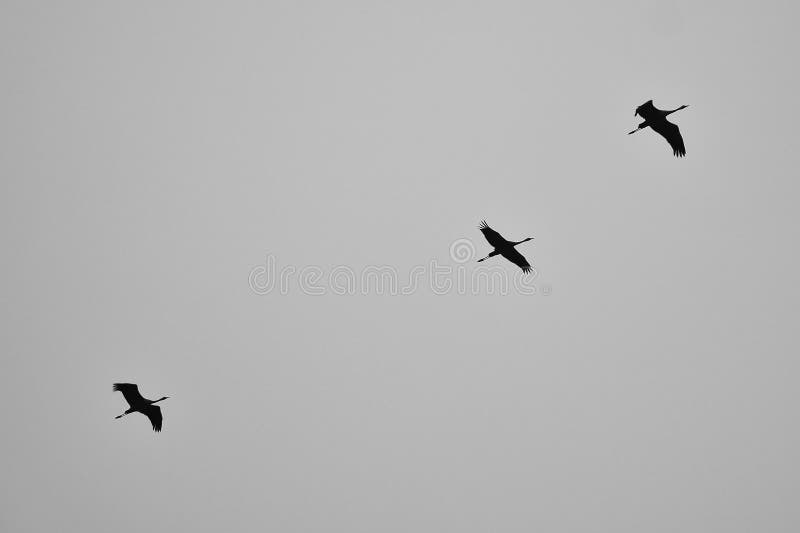 Cranes Fly in V Formation in the Sky. Migratory Birds on the Darss ...