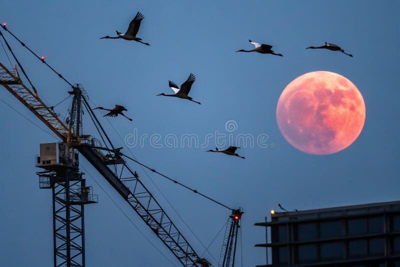 Cranes Flying in Front of Blood Moon during Partial Lunar Eclipse Stock ...