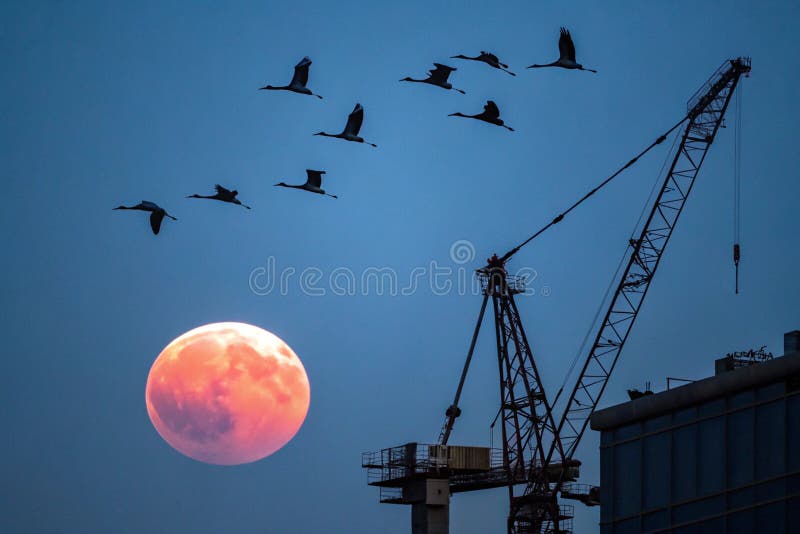 Cranes Flying in Front of Blood Moon during Partial Lunar Eclipse Stock ...