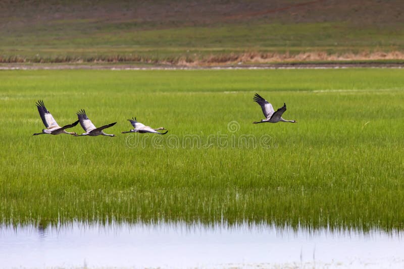 Cranes. Nature Background. Bird: Common Crane. Grus Grus. Stock Photo ...