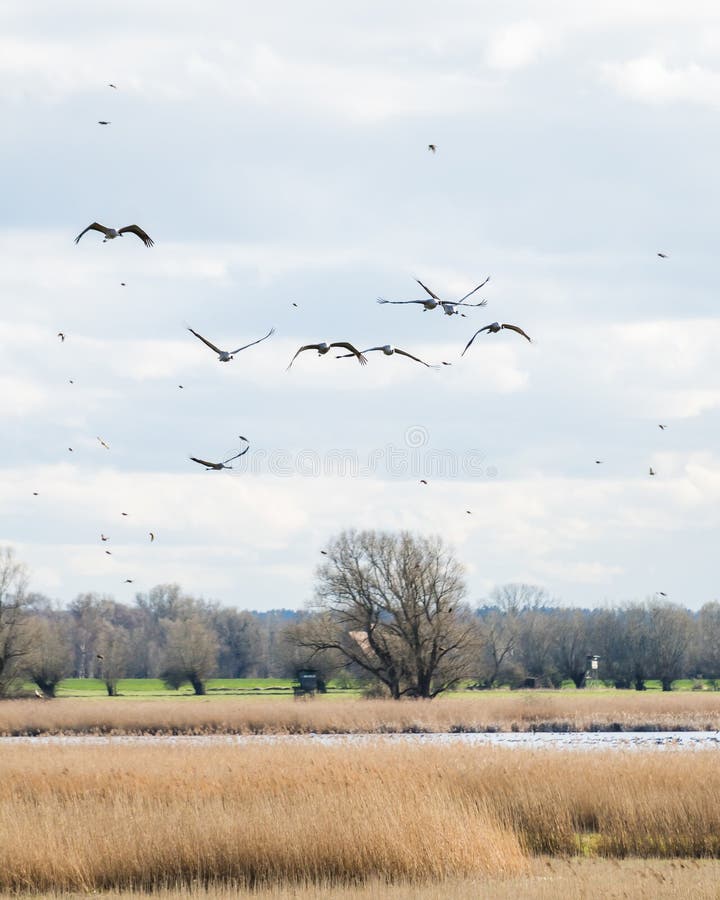 Cranes Over Reeds and Wetland Flying Towards the Camera Stock Photo ...
