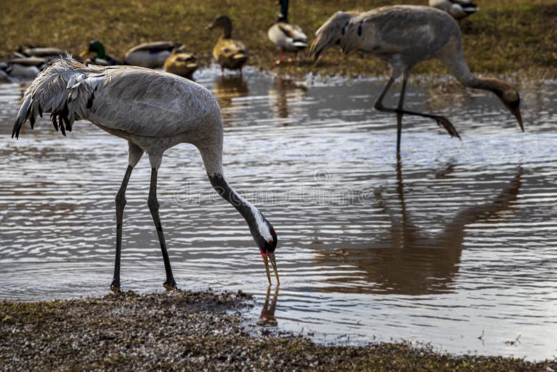 Cranes in the swamp stock image. Image of animals, wildlife - 269564251