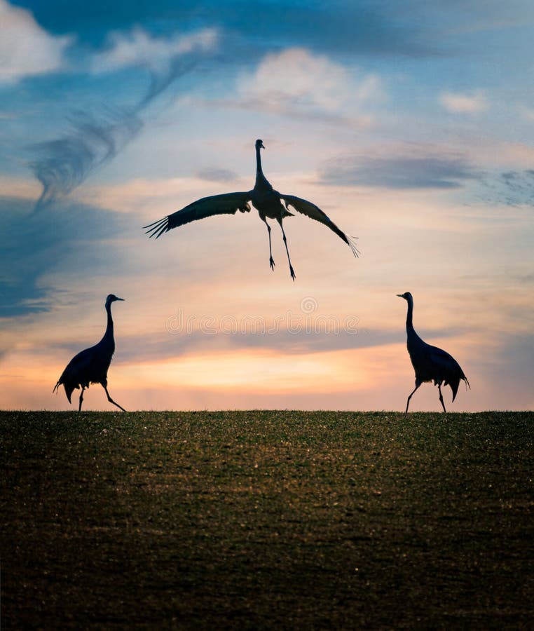 Cranes stock photo. Image of sweden, life, spring, tland - 211435886
