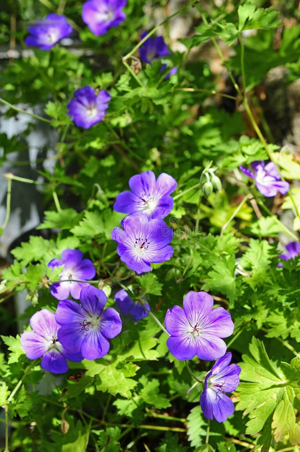 Cranesbill stock image. Image of flower, flowering, macro - 30744313
