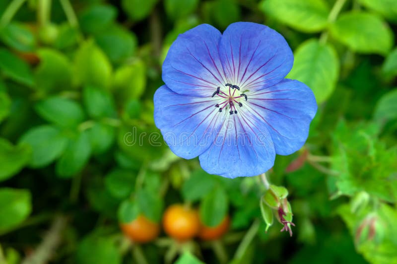 Cranesbills Flower, Geranium Rozanne on a Background of Green Leaves ...