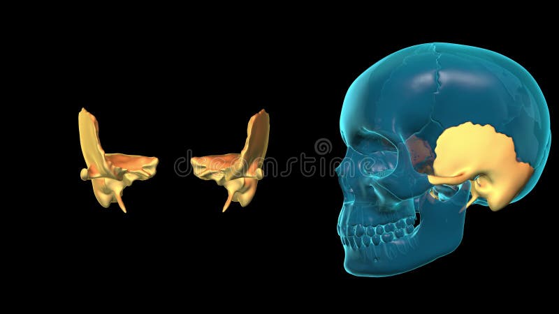 Temporal Bone - 3D MODEL ANIMATION Stock Video - Video of ethmoid ...