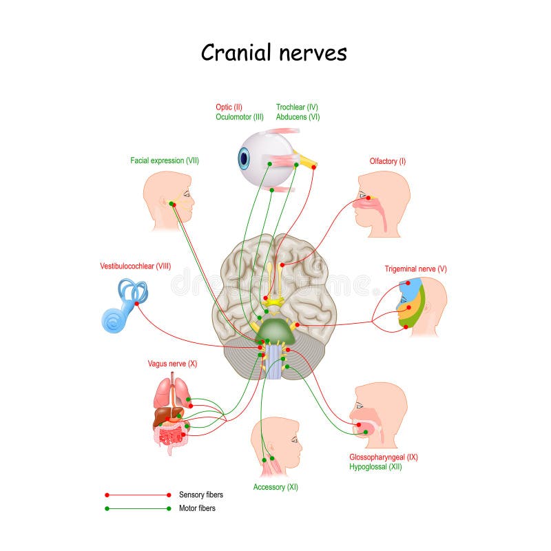 Cranial Nerves Vector Illustration Labeled Diagram With