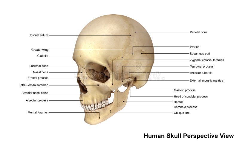 Cranio umano illustrazione di stock. Illustrazione di corona - 76446437