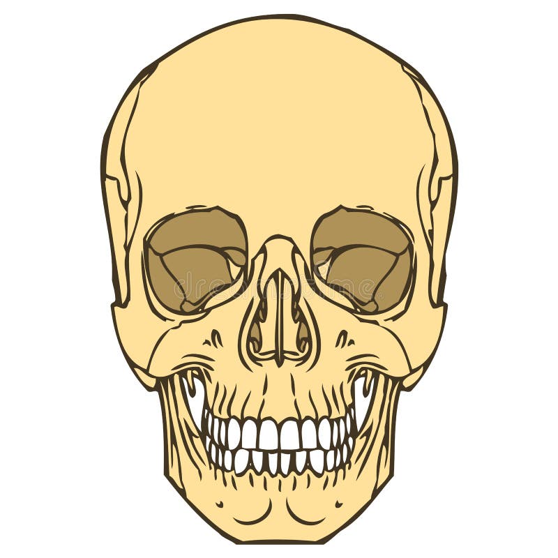 Vettore Umano Del Pacchetto Di Anatomia Del Cranio Illustrazione ...