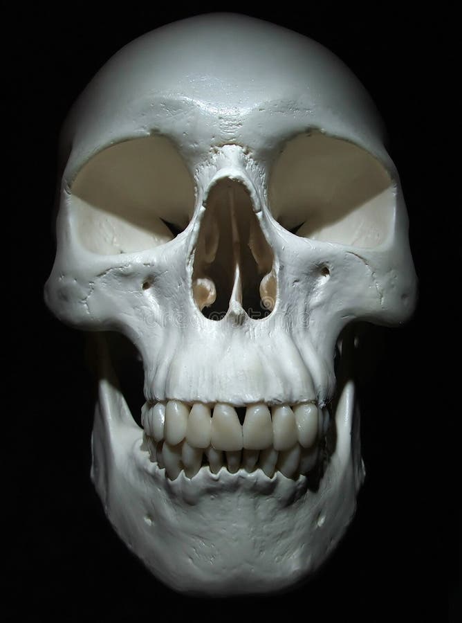 Cranium stock image. Image of afterlife, shadowy, frightening - 1607661