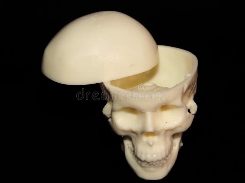 Sutural ligament in skull stock image. Image of elements - 46128617