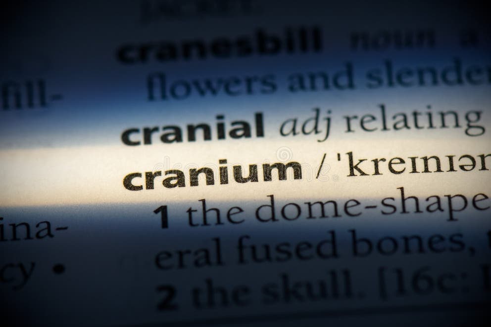 Cranium stock photo. Image of info, minimal, highlighted - 161577376