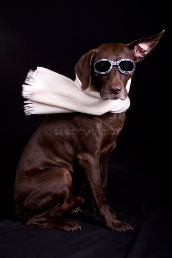 Crank it Up Dog stock image. Image of canine, black, companion - 3666809