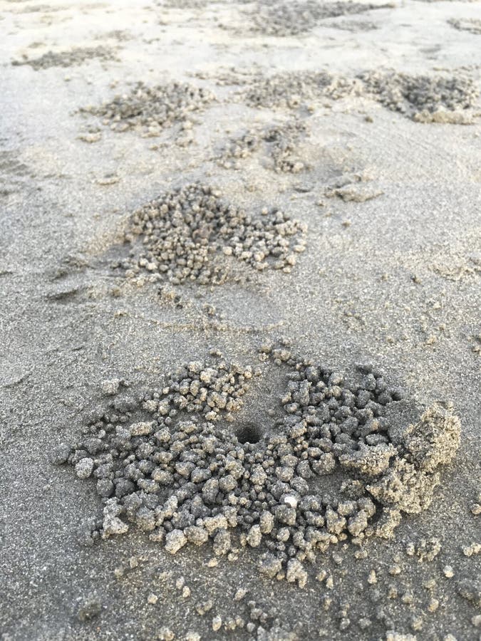 The Wind Crab stock image. Image of crabs, animal, live - 140633357