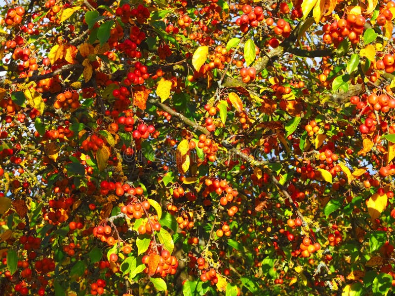 Apple Tree or Ornamental Apple Tree with Apples in Autumn Stock Photo ...
