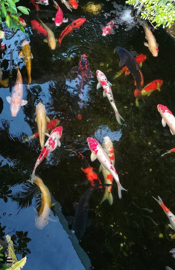 Fish stock photo. Image of nature, fish, animal, color - 119793318