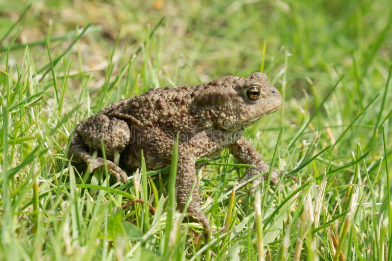 Petit crapaud image stock. Image du enchanté, amphibie - 16510627