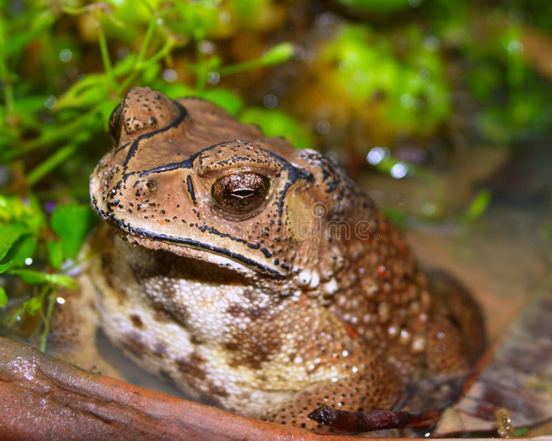 Crapaud De Canne Pendant La Nuit Image stock - Image du nuit, pendant ...