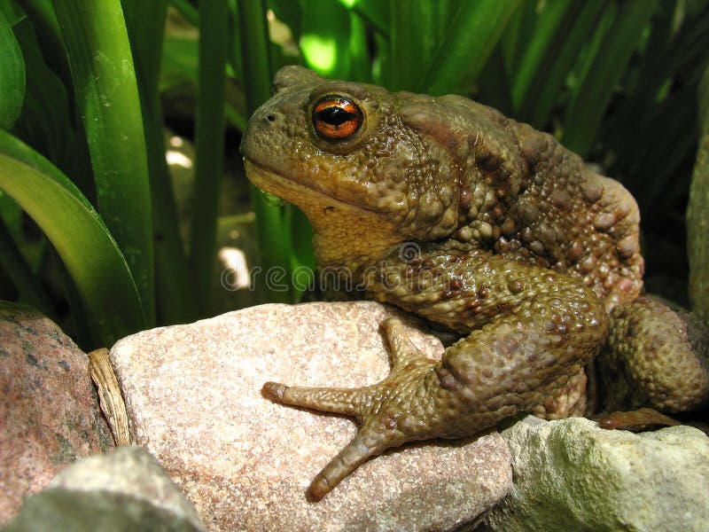 29,180 Crapaud Photos libres de droits et gratuites de Dreamstime