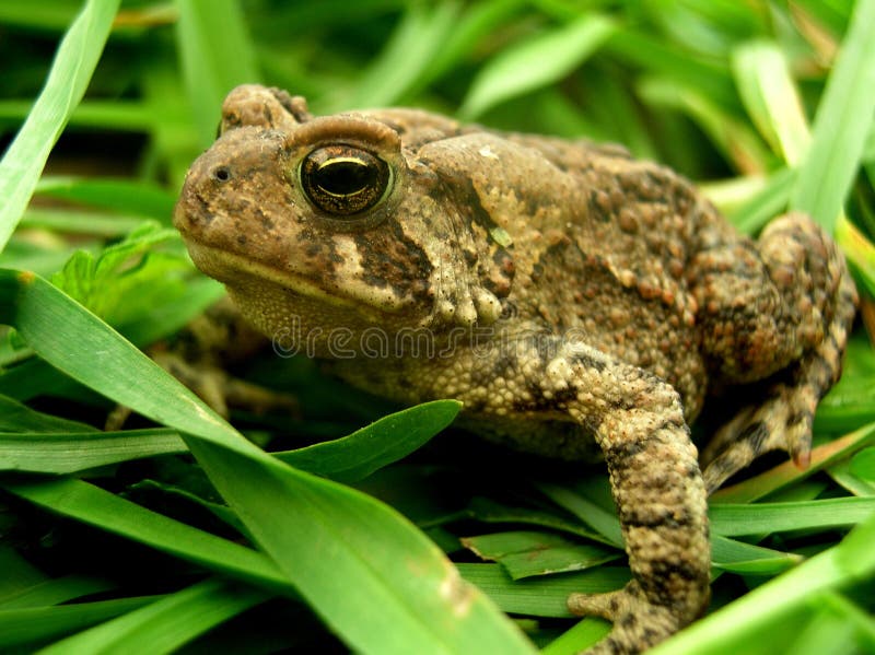 Crapaud photo stock. Image du brun, commun, grand, image - 69506768