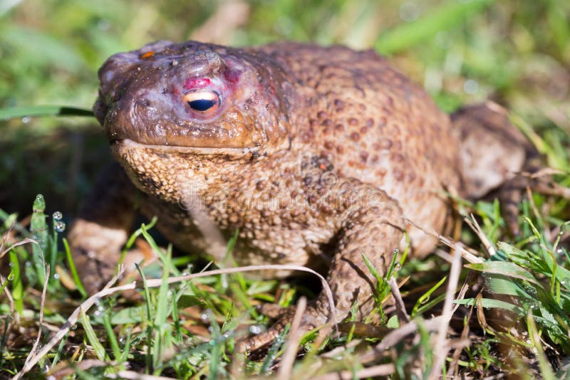 Calamita D'Epidalea, Potrait De Crapaud De Natterjack Photo stock ...