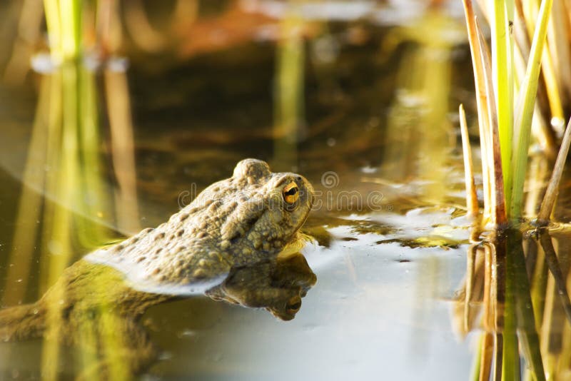 Crapaud photo stock. Image du regarder, animaux, grenouille - 69506768