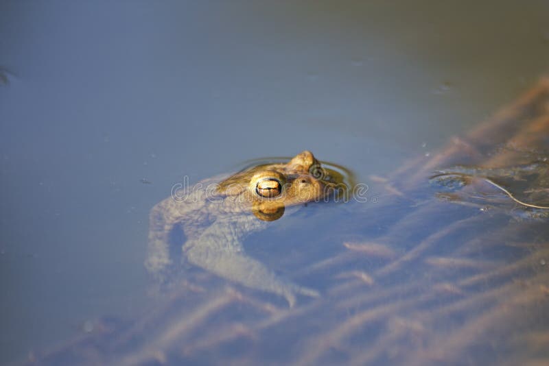 Crapaud photo stock. Image du mignon, gros, détail, image - 69506880