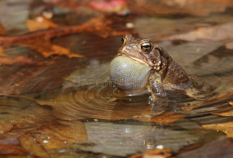 37,002 Photos de Crapaud - Photos de stock gratuites et libres de ...