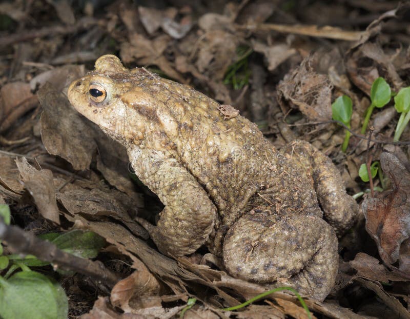 Crapaud Commun De Jeunes, Bufo De Bufo Photo stock - Image du commun ...