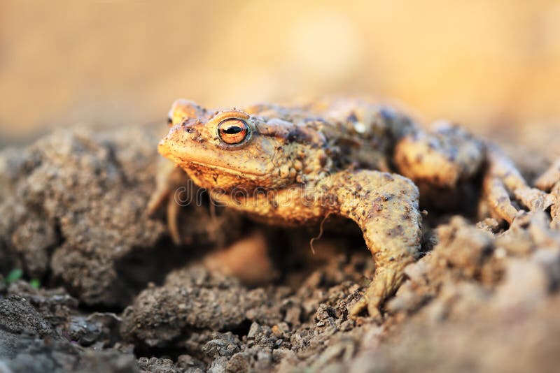 Les yeux du crapaud photo stock. Image du amphibie, macro - 13908270