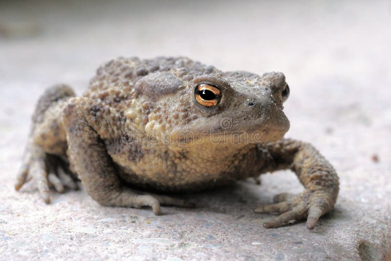 Les yeux du crapaud photo stock. Image du oeil, visage - 13908270