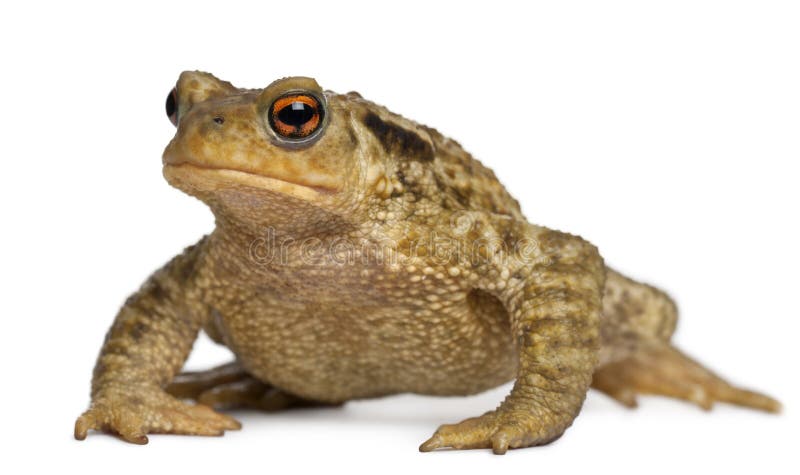 Crapaud Commun, Bufo De Bufo, Photo stock - Image du projectile ...