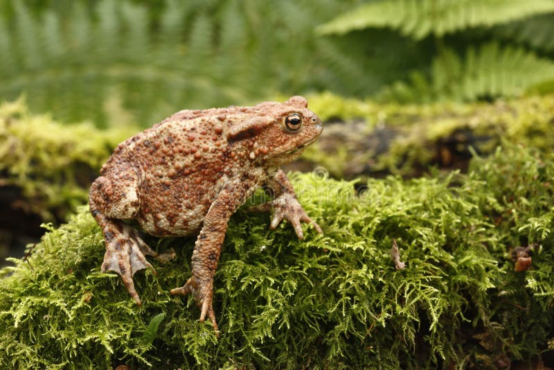 Crapaud Commun, Bufo De Bufo Image stock - Image of faune, nature: 33785353