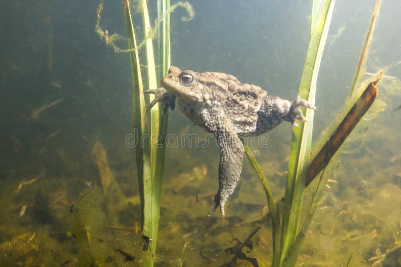 Crapaud Commun Bufo Bufo Sous-marin Photo stock - Image du animal ...